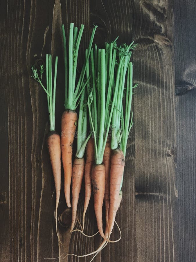 There is a Handful of Fresh Carrots with Mud on the Table Stock Image ... There is a Handful of Fresh Carrots with Mud on the Table Stock Image ...