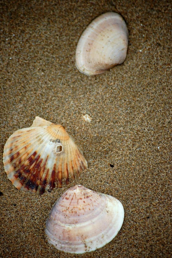 There are Three Beautiful Scallop Shells on the Beach beside the Sea ...