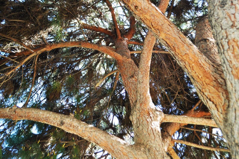 I Looked at the View from Under the Pine Tree Stock Photo - Image of ...