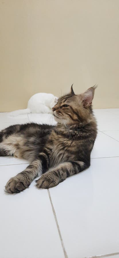 I really Love Cats and really Care about Them Stock Photo - Image of ...