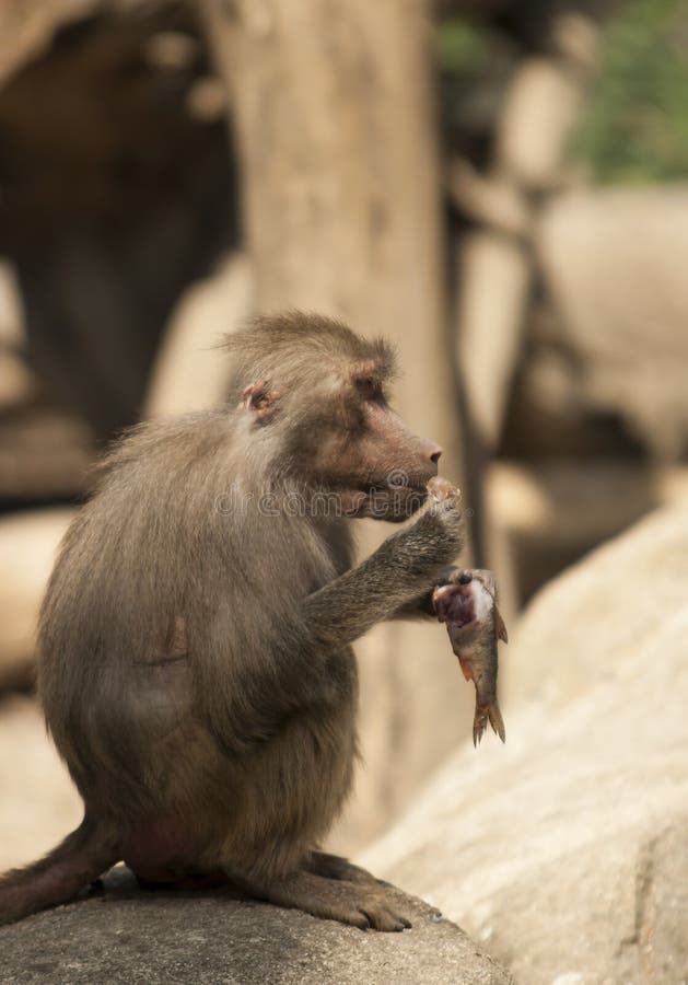 I love fish stock image. Image of animal, portrait, baboon - 43609149