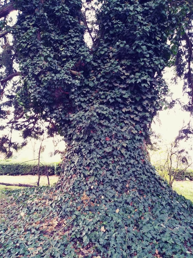 I Love Ivory on Our Oregon Trees Stock Photo - Image of oregon, love ...