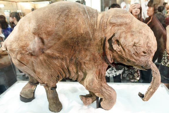 I Love Lyuba editorial photography. Image of exhibition - 24303722