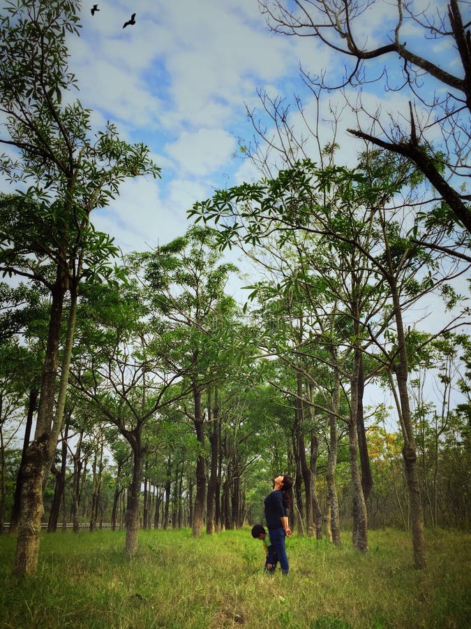 27/365 I Love Phytoncide Picture. Image: 86176945