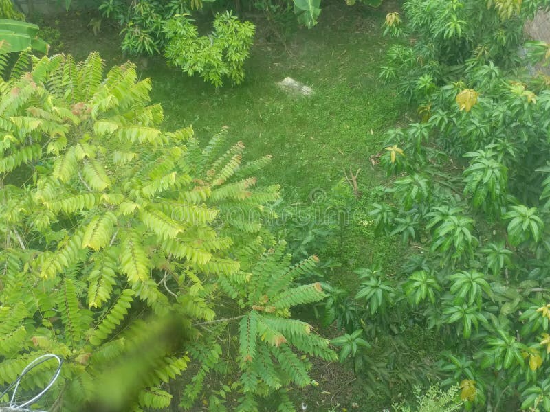 I love tree stock image. Image of evergreen, shrub, spruce - 202231001