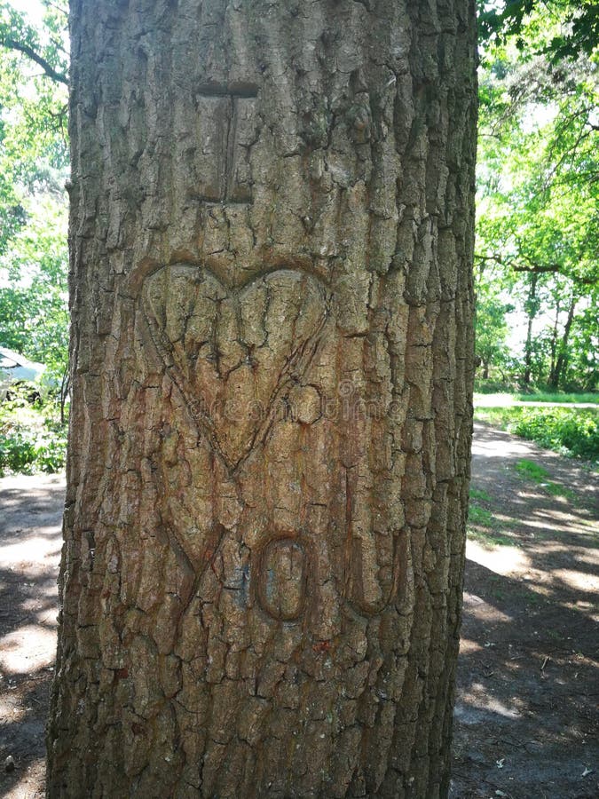 I love you stock photo. Image of trunk, love, tree, carved - 135381766