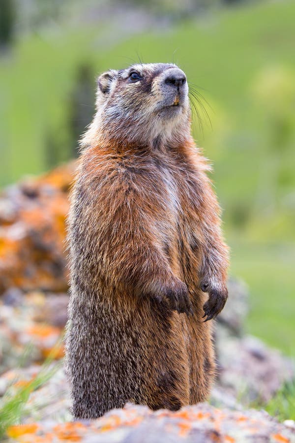 Marmot Standing Back Legs Stock Photos - Free & Royalty-Free Stock ...