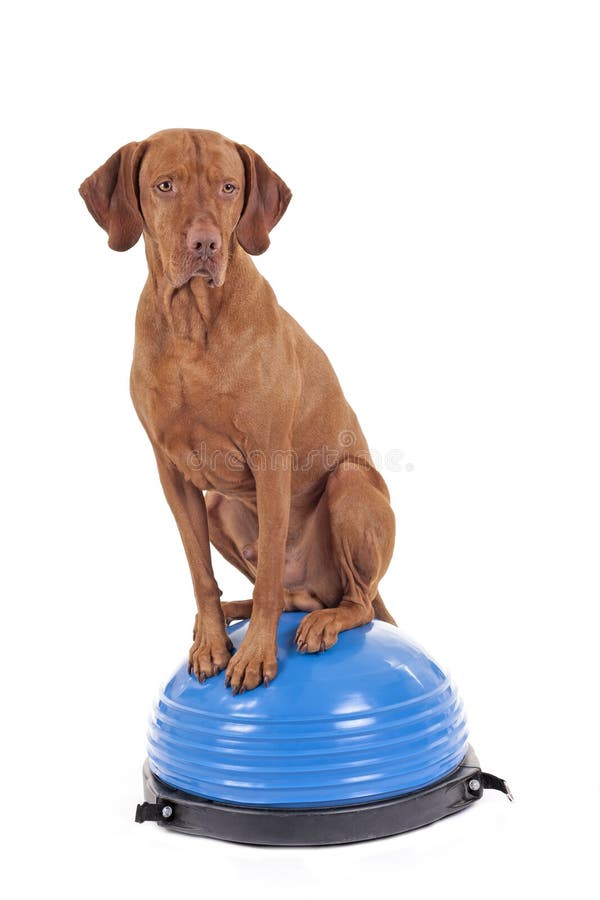 4,157 Dog Balance Stock Photos - Free & Royalty-Free Stock Photos from ...