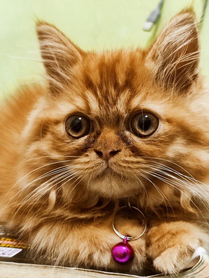 Im a Handsome Cat, and My Name is Coco.. Stock Image - Image of persia ...