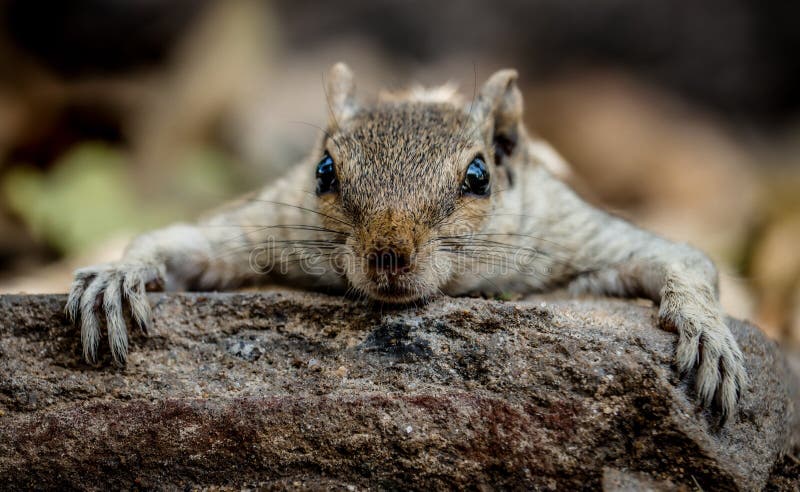 Moodysquirrel Stock Photos - Free & Royalty-Free Stock Photos from ...