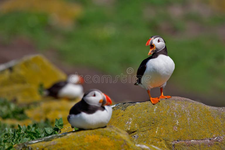 Puffin Funny Box Stock Photos - Free & Royalty-Free Stock Photos from ...