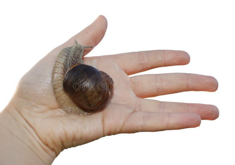 Afraid Snail Green Stock Photos - Free & Royalty-Free Stock Photos from ...