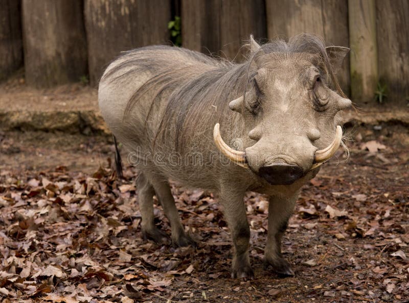 I m so pretty stock image. Image of mammel, wild, warthog - 8896791