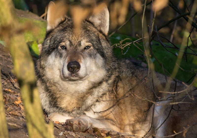 I`m quietly judging you stock image. Image of wildlife - 81858833