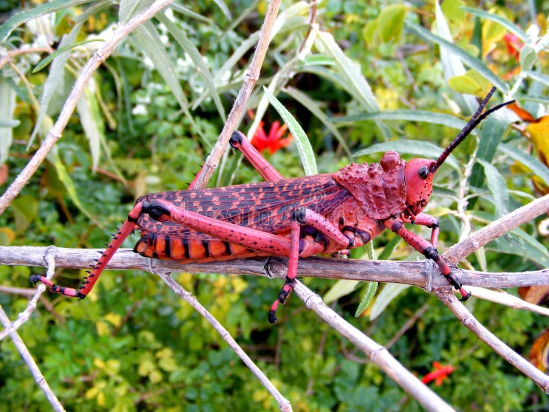 I m a red locust stock photo. Image of colorful, jointed - 10069508