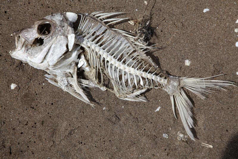 I m Starving! stock photo. Image of marine, fish, beach - 36763264