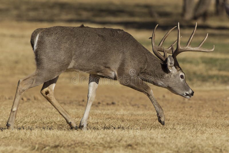 168 Buck Chasing Doe Stock Photos - Free & Royalty-Free Stock Photos ...