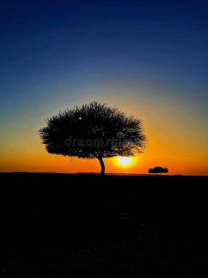 Sunset darkness stock image. Image of tree, branch, horizon - 271553865