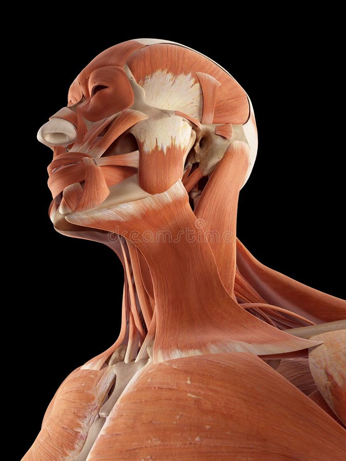 I Muscoli Del Collo E Della Testa Illustrazione di Stock ...