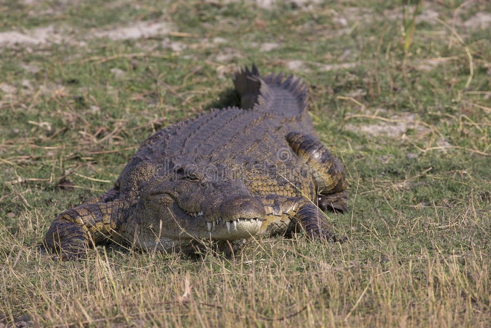 I need a hug stock photo. Image of dangerous, corpse - 36772804