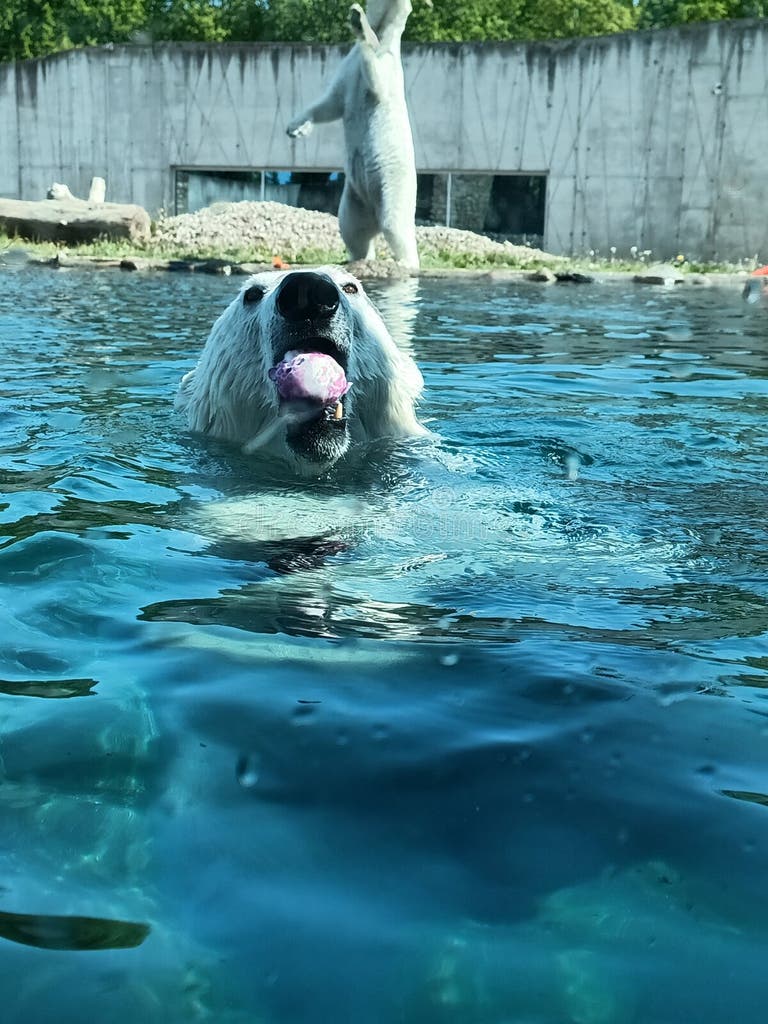 I Need Bbay Seal Stock Photos - Free & Royalty-Free Stock Photos from ...