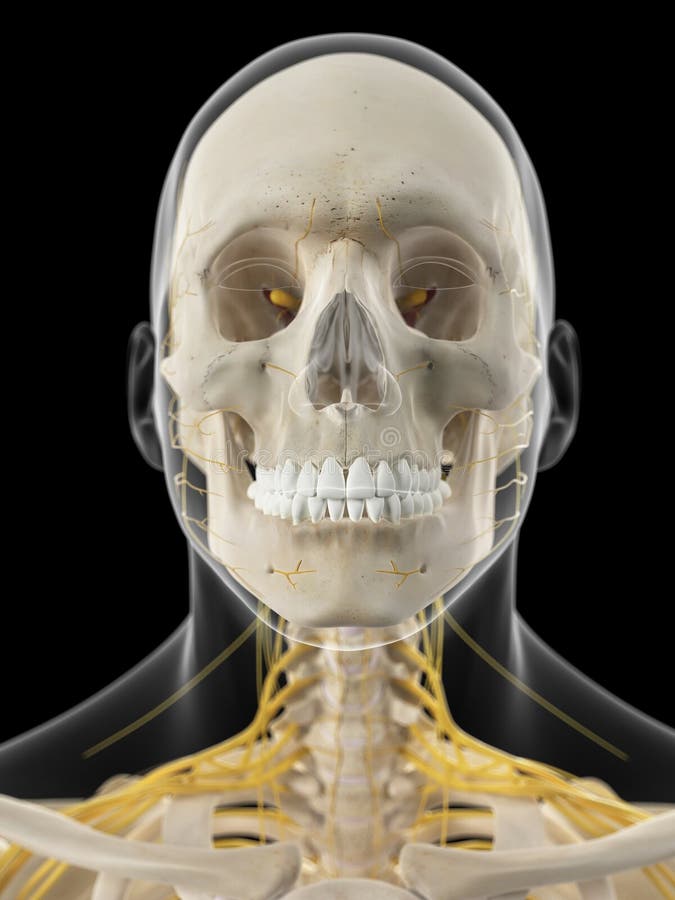 I nervi cervicali illustrazione di stock. Illustrazione di scienza ...