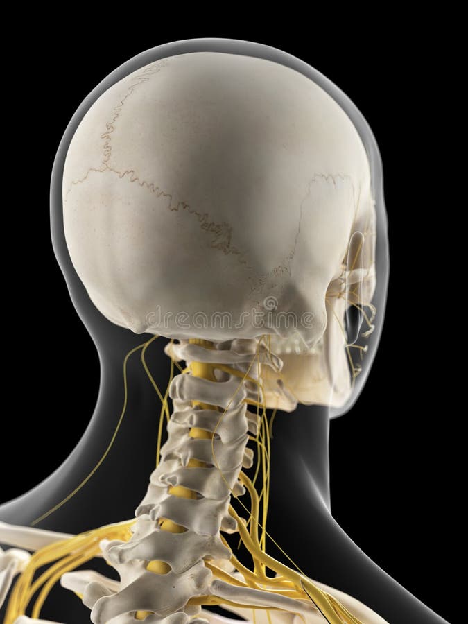 I nervi cervicali illustrazione di stock. Illustrazione di scienza ...