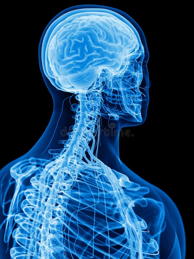 I nervi cervicali illustrazione di stock. Illustrazione di nervi - 58775970