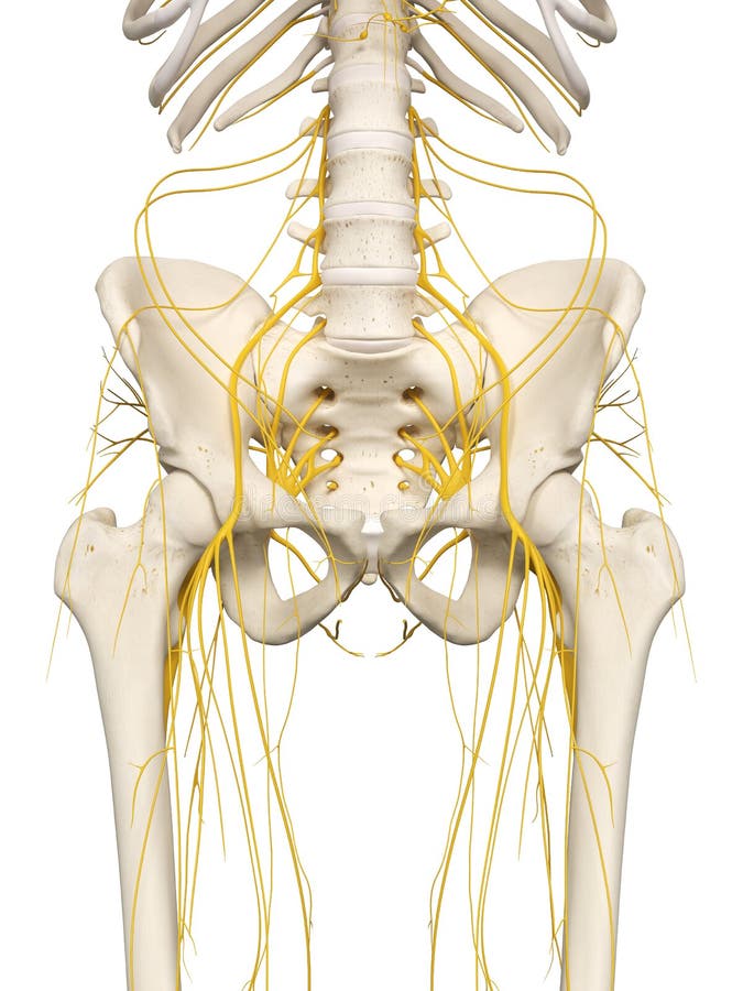 Nervi Illustrazioni, Vettoriali E Clipart Stock – (5,884 Illustrazioni ...