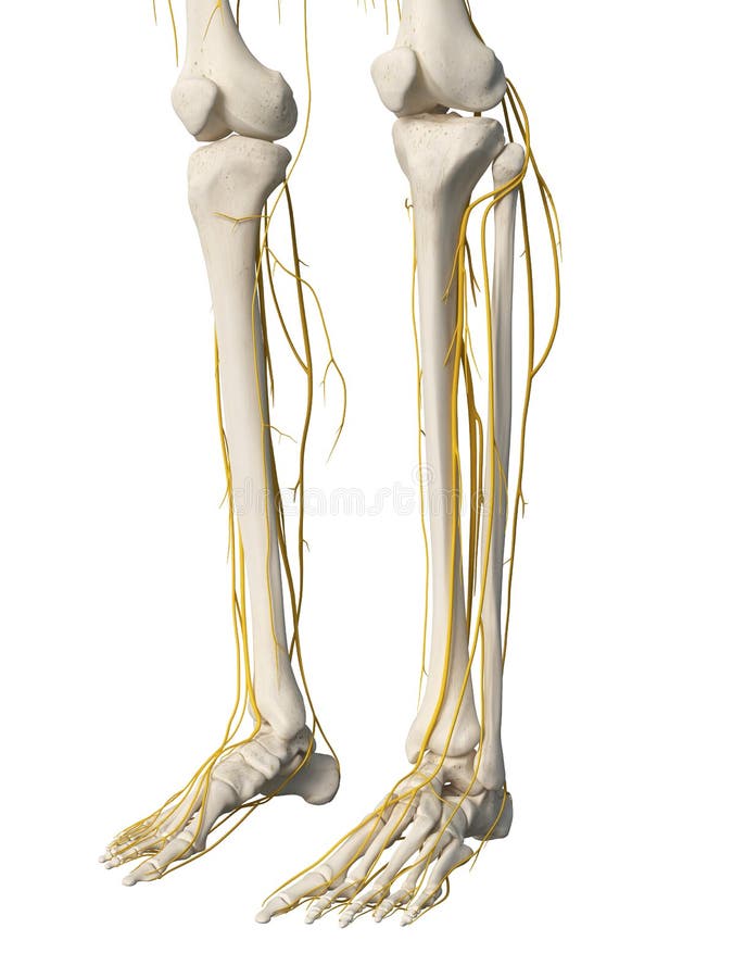 L'anatomia Del Collo E Della Testa Illustrazione di Stock ...