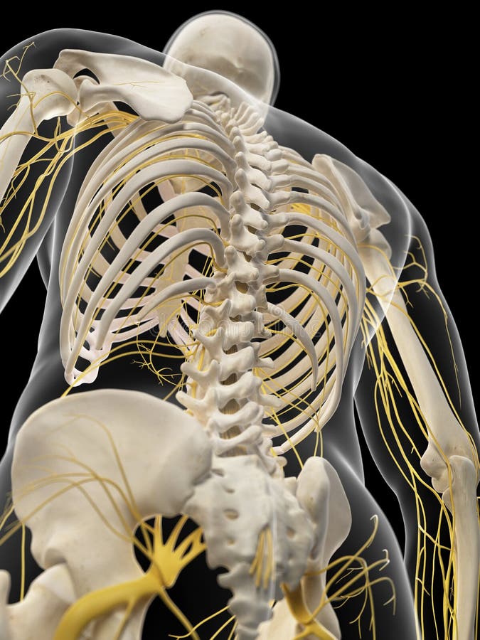 I nervi posteriori illustrazione di stock. Illustrazione di grafico ...