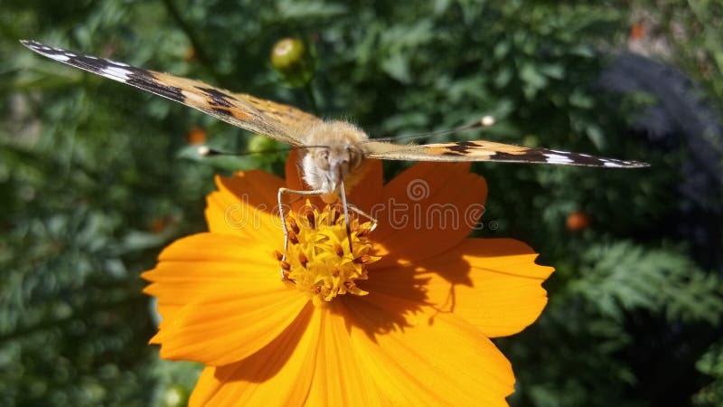 I, Not an Eagle, but a Butterfly Collecting Nectar from Flowers. Stock ...