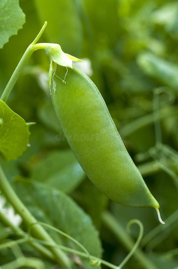 Pianta Di Piselli Con Le Piante Degli Ortaggi Freschi Fotografia Stock ...