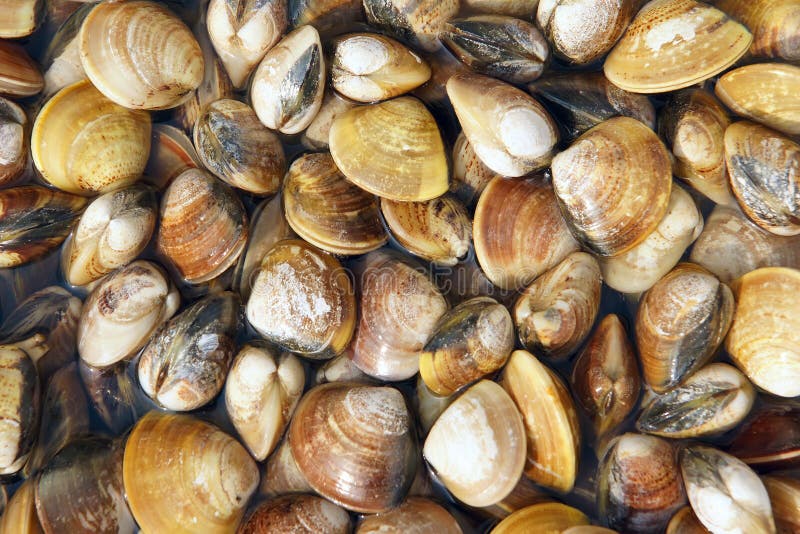 Molluschi immagine stock. Immagine di mercato, animale - 29839049