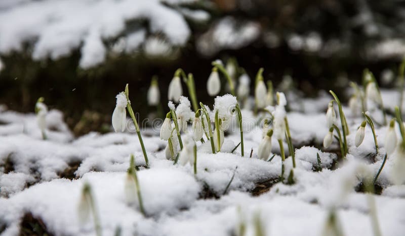 I Primi Bucaneve Sotto Neve Immagine Stock - Immagine di macro, carpazi ...