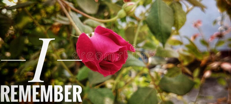I Remember with a Rose and Leaves Background Isolated Two Words. Stock ...