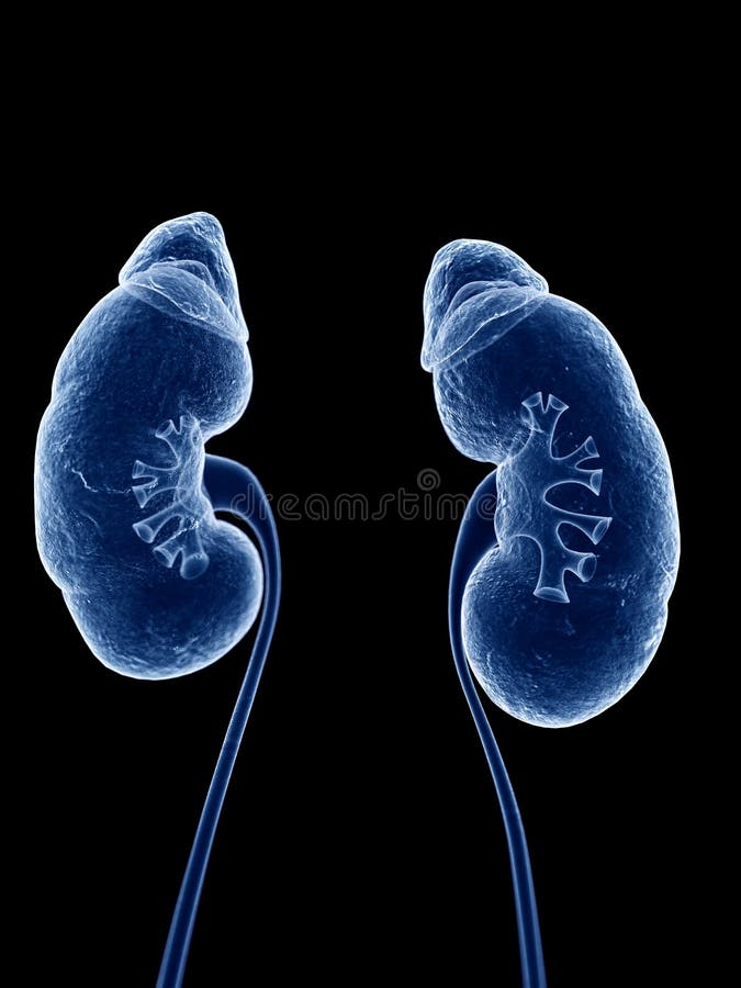 I reni umani illustrazione di stock. Illustrazione di anatomico - 73539800