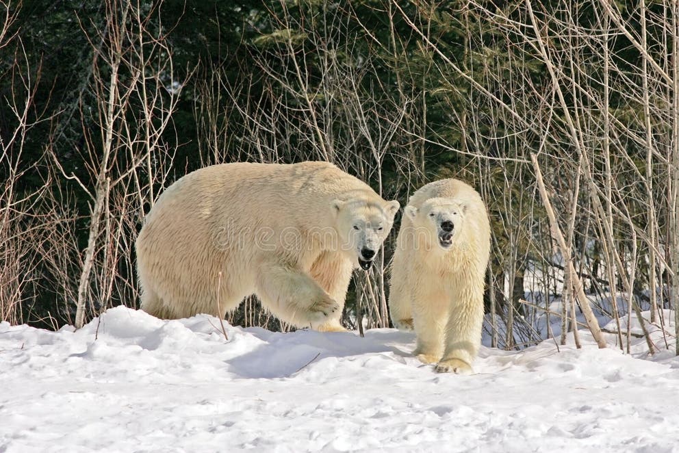 I am right behind you stock photo. Image of snow, bears - 513936