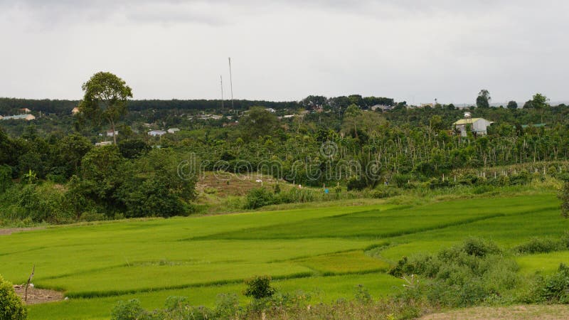 Green Rice Field in the Countryside Stock Image - Image of prairie ...