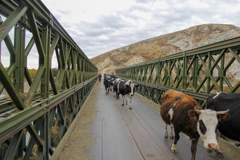Several Cows are Walking on the Bridge Stock Photo - Image of fall ...