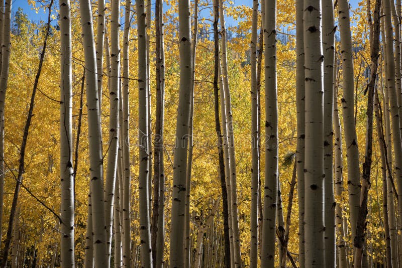 I See Gold stock image. Image of gold, northern, aspens - 160796637