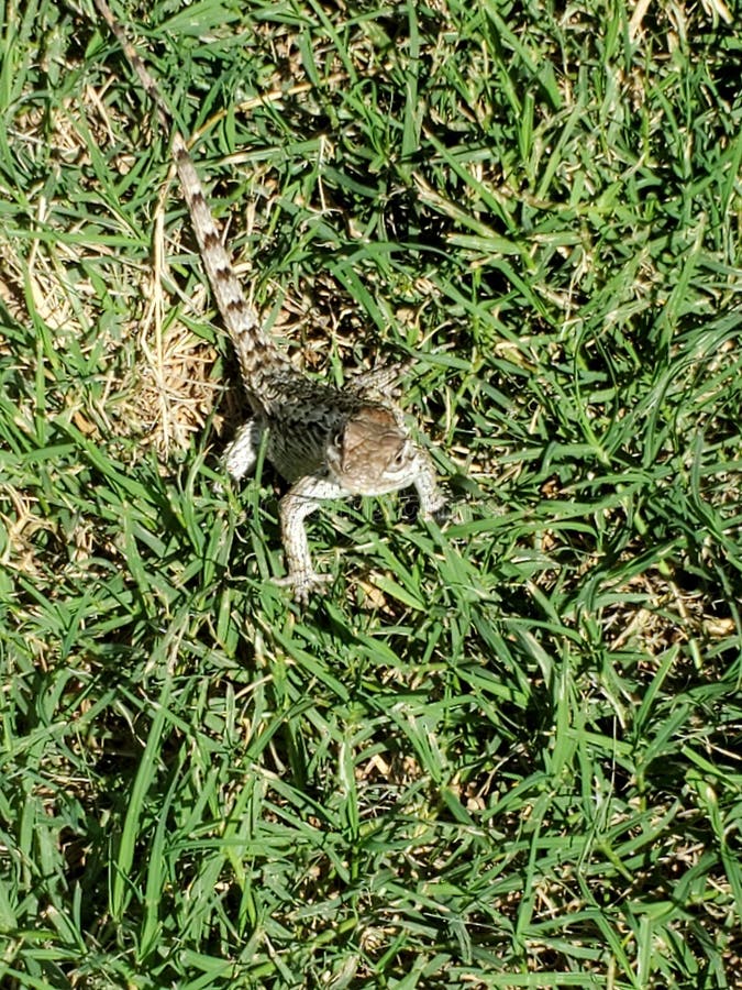I See a Lizard stock photo. Image of flower, garden - 200734788