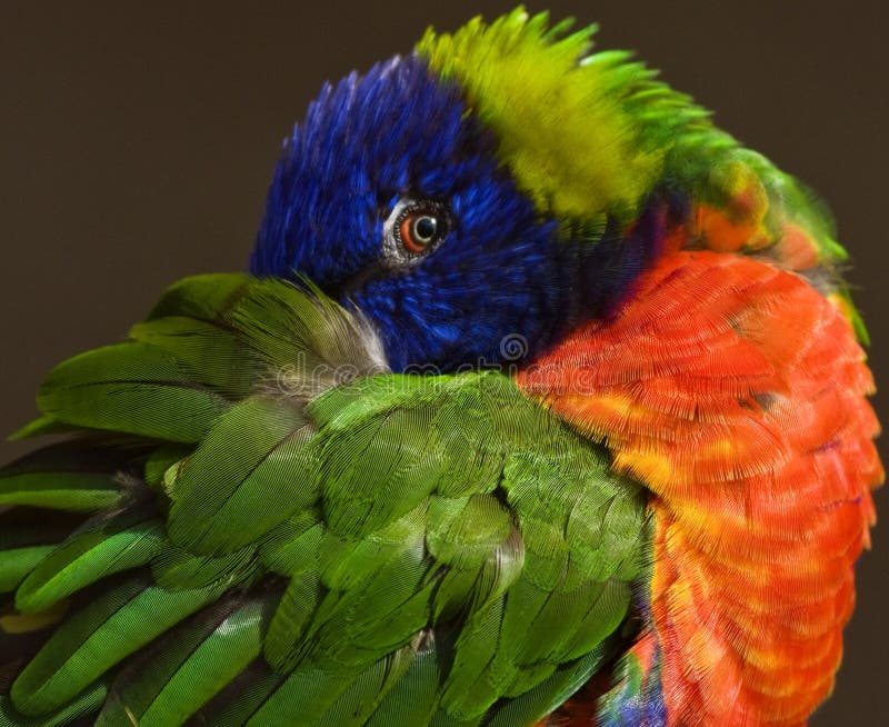 I see you stock photo. Image of bird, small, feathers - 11829656