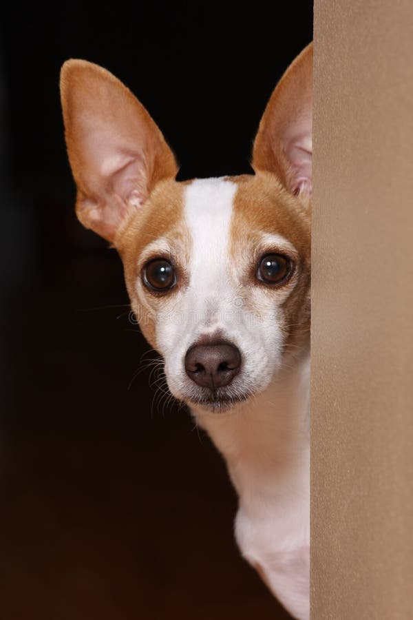 267 Peeking Around Corner Stock Photos - Free & Royalty-Free Stock ...