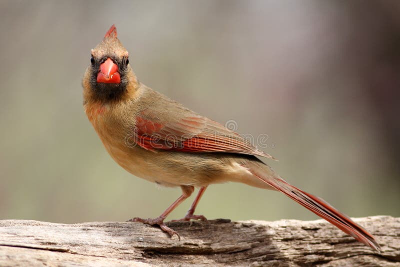 Cardinal stock image. Image of limb, branch, action, wings - 2479863