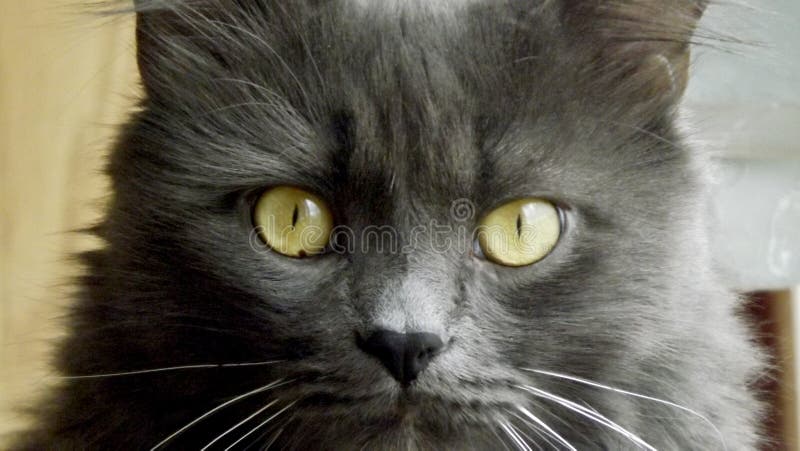 I see you stock image. Image of gray, sign, flag, patriotism - 181202497