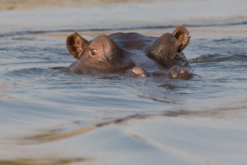 I see you stock image. Image of hippopotamus, bank, river - 85656749