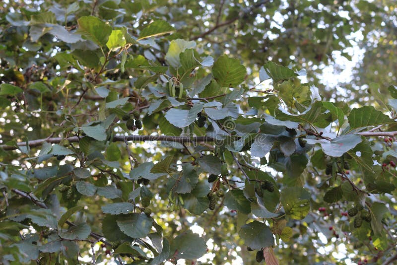 I Semi Maturano Sull'ontano Immagine Stock - Immagine di maturato ...