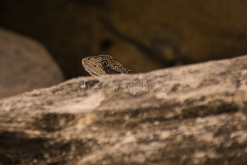 I spy stock image. Image of closeup, green, hide, camouflaged - 92283971