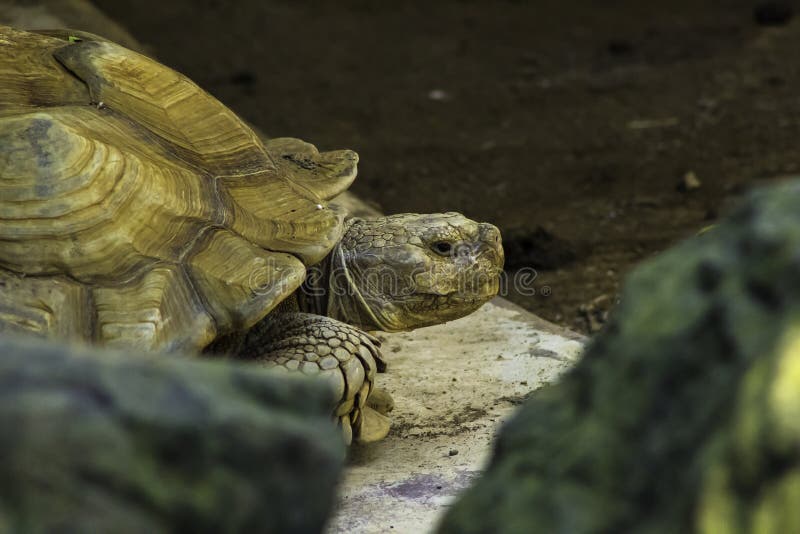 I Spy a Turtle stock photo. Image of dirt, wildlife, brown - 57239824